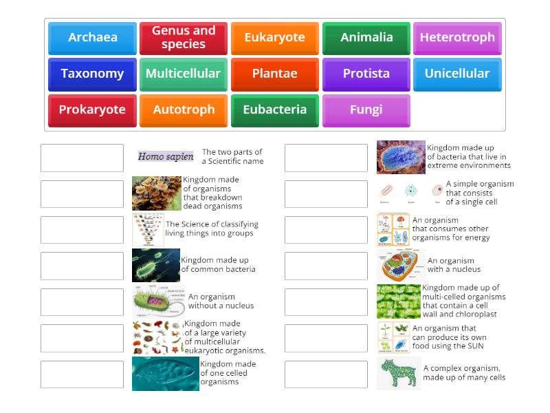 Classification and Kingdoms Vocabulary - Match up
