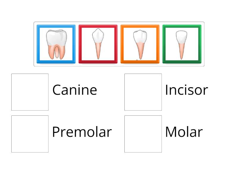 Name the type of tooth - Match up