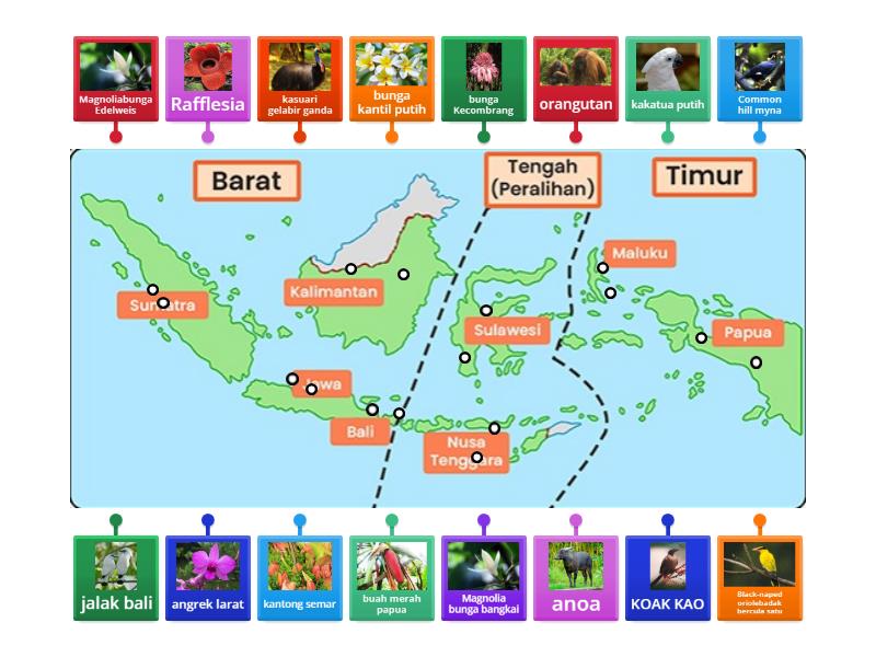 PERSEBARAN FLORA DAN FAUNA DI INDONESIA - Labelled diagram