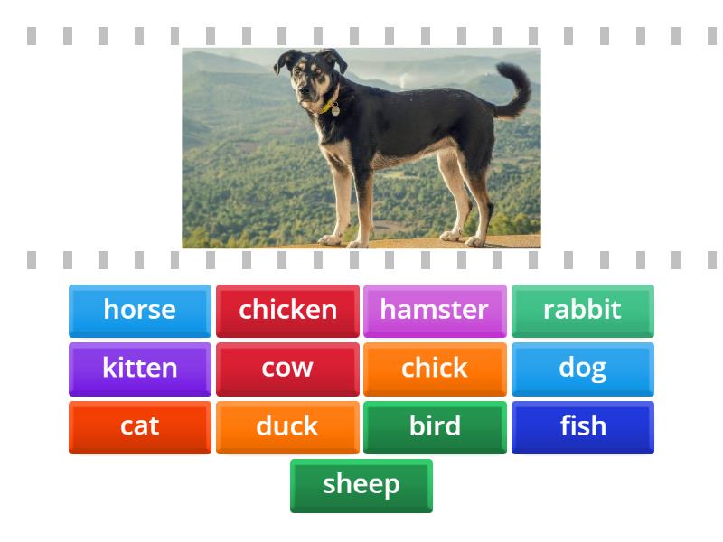 Pet Animals (English 1st grade) - Find the match