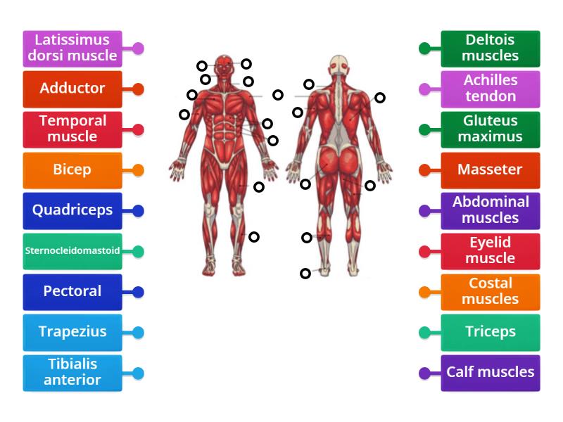 Muscles Locomotor system - Labelled diagram