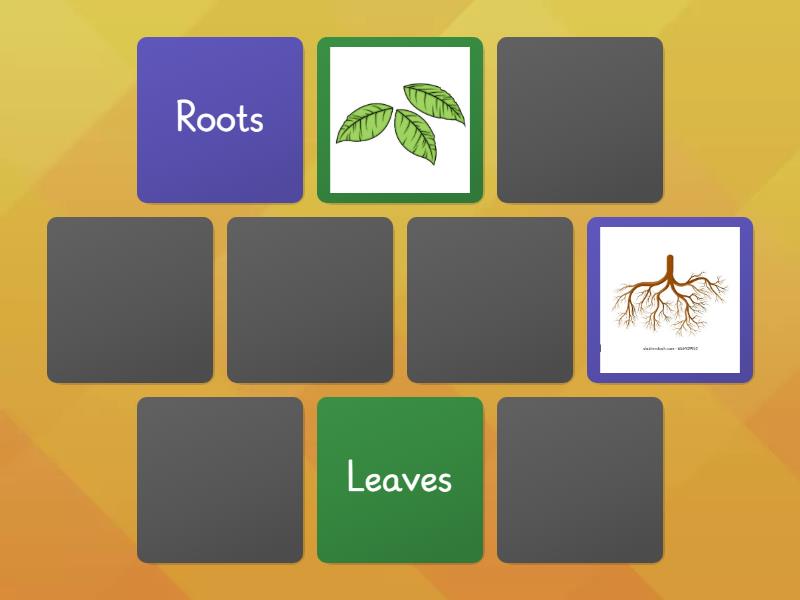Parts of plants - Matching pairs