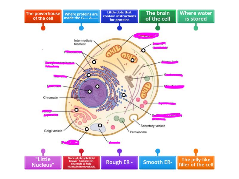 Monday Word Wall - Labelled diagram