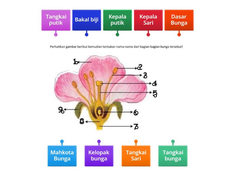 Nama bagian-bagian bunga - Labelled diagram