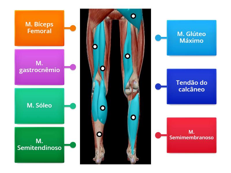 Respira na musculatura MMII - (posterior) - Labelled diagram