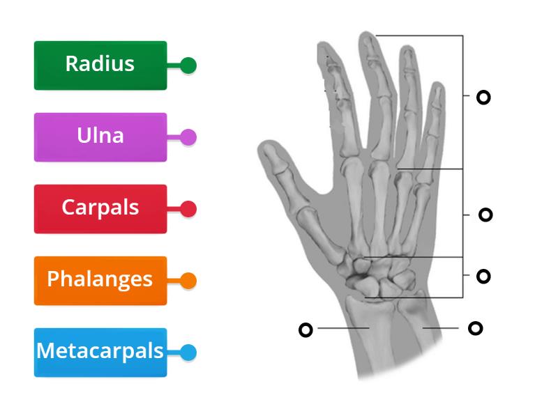 Bones of the Hand and Arm - Labelled diagram