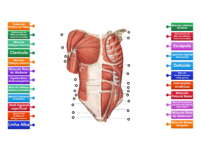 Músculos do Abdomen - Imagem com legenda