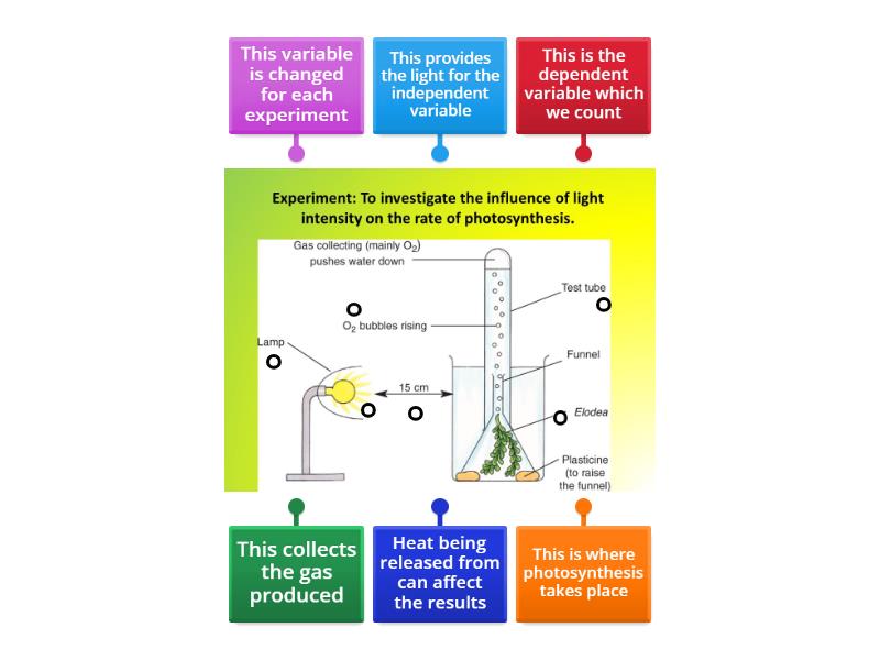 Measuring the rate of Photosynthesis - Labelled diagram