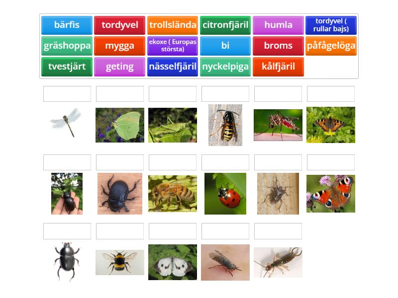Vanliga insekter i naturen - Match up