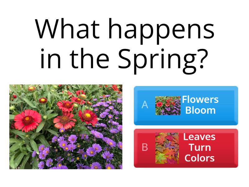 All About Spring - Quiz