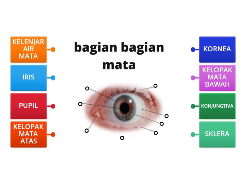 MATA - Labelled diagram