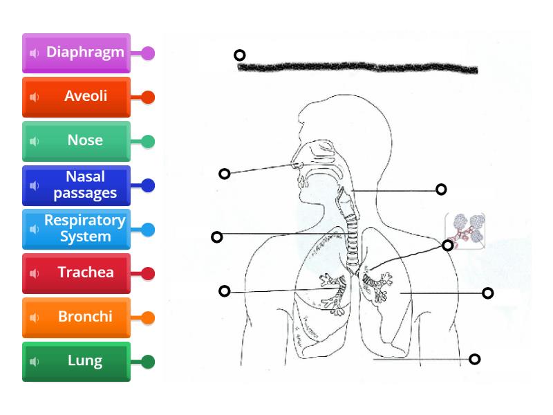 Science SISTEMA Respiratorio UNIT 3 - Labelled diagram