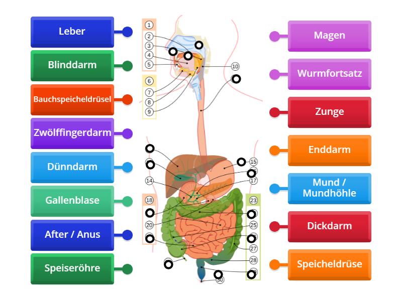 Verdauungssystem Bild - Labelled diagram