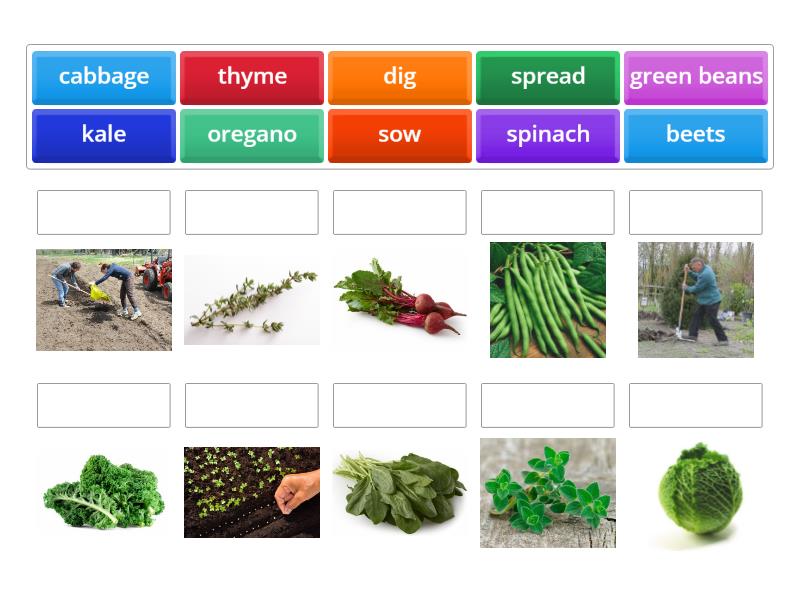 Veggies and herbs matching - Match up