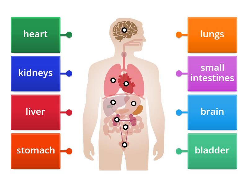 10 body Organs - Labelled diagram