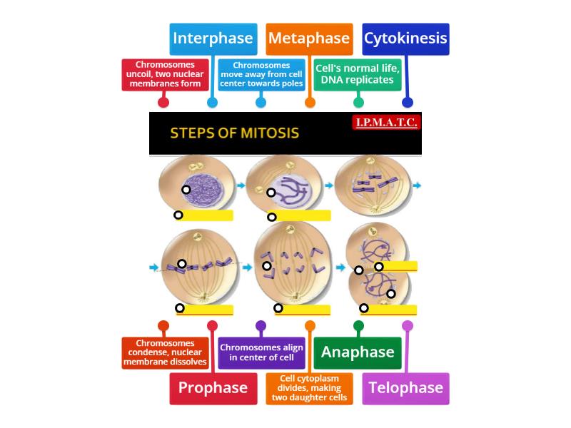 Label Mitosis - Labelled diagram