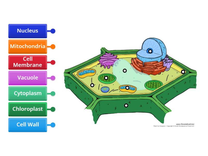 7th Grade Plant Cell - Label Organelles - Imagem com legenda