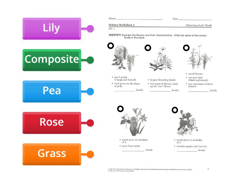 Abeka Grade 6 Science Flower Families - Diagrama con etiquetas
