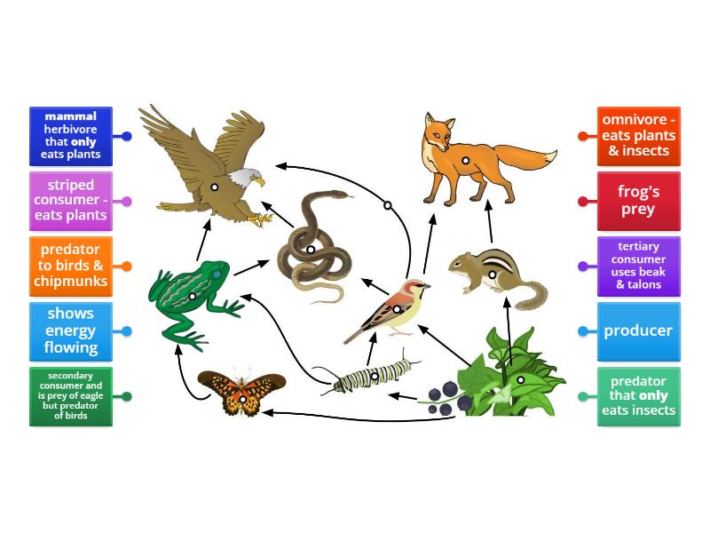 Y7 KS3 Food Web Practice Sample - Labelled diagram