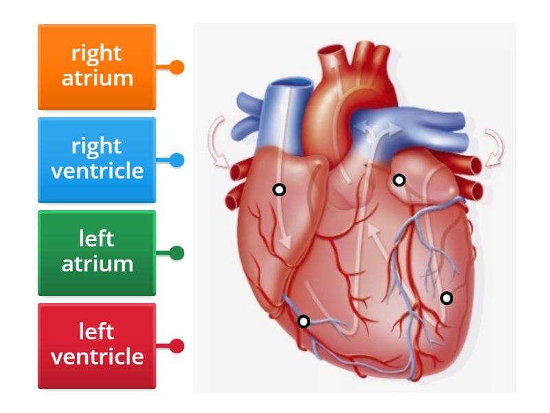 PARTS OF HEART - Labelled diagram