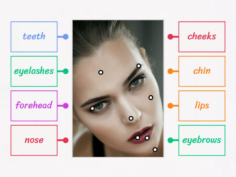 Parts of the face - Labelled diagram