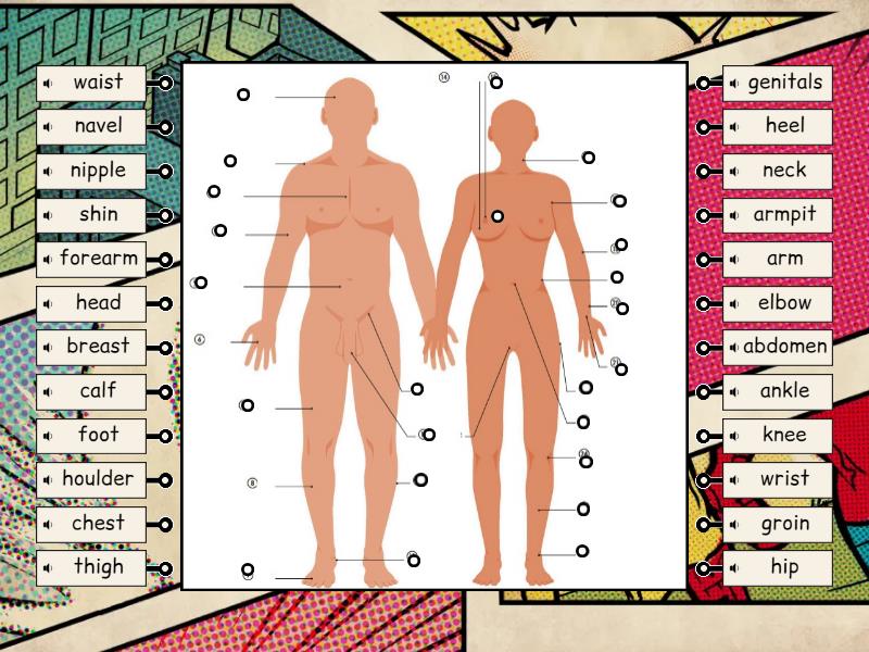 Parts of the body - Labelled diagram