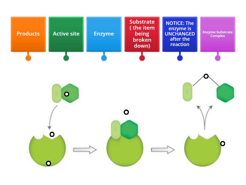 Enzyme Labeling - Labelled diagram