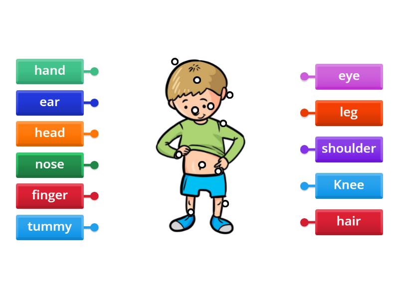 body parts - Labelled diagram