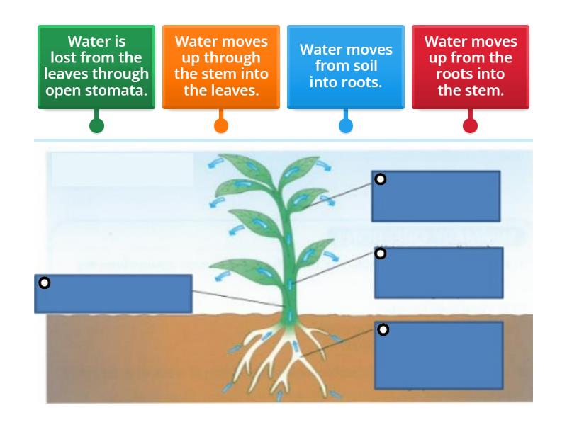 Transpiration - Labelled diagram