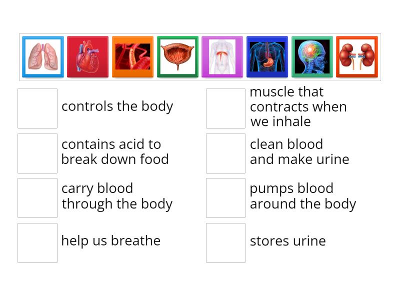 Human Organs - Match up