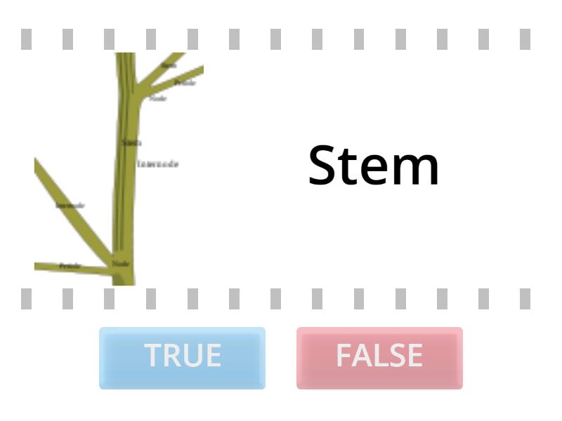 PLANTS _UI2_1EP - True or false