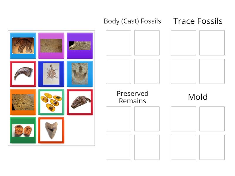 Types of Fossils - - Group sort