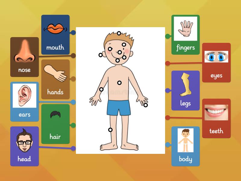 BODY PARTS - N2 - Labelled diagram