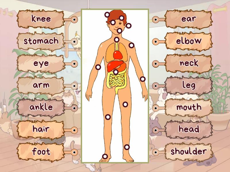 the body - Labelled diagram
