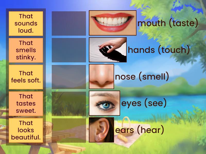 4. Senses - Match up