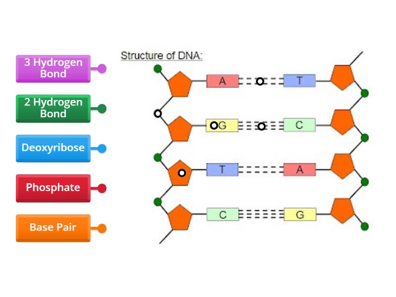 Components of DNA - Labelled diagram