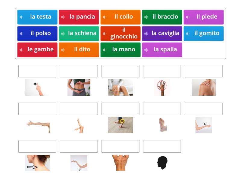 Il corpo umano - Match up