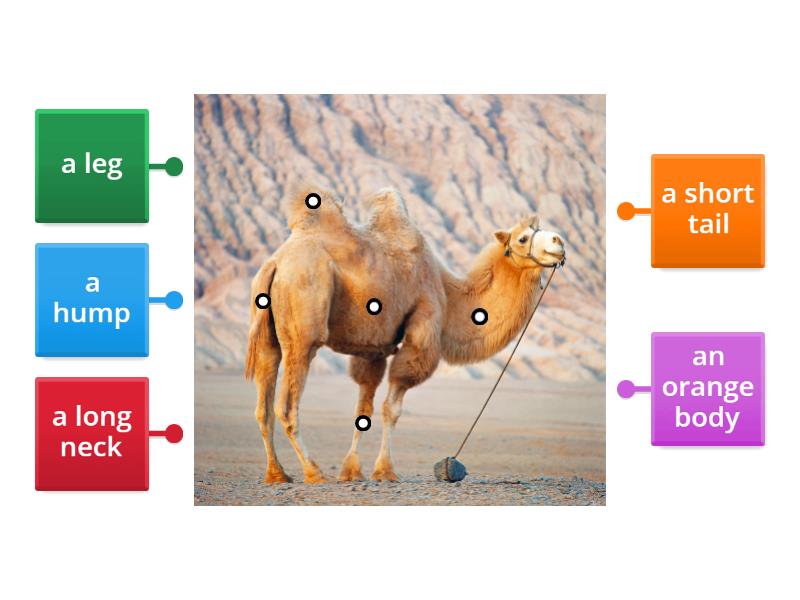Camel body parts - Labelled diagram