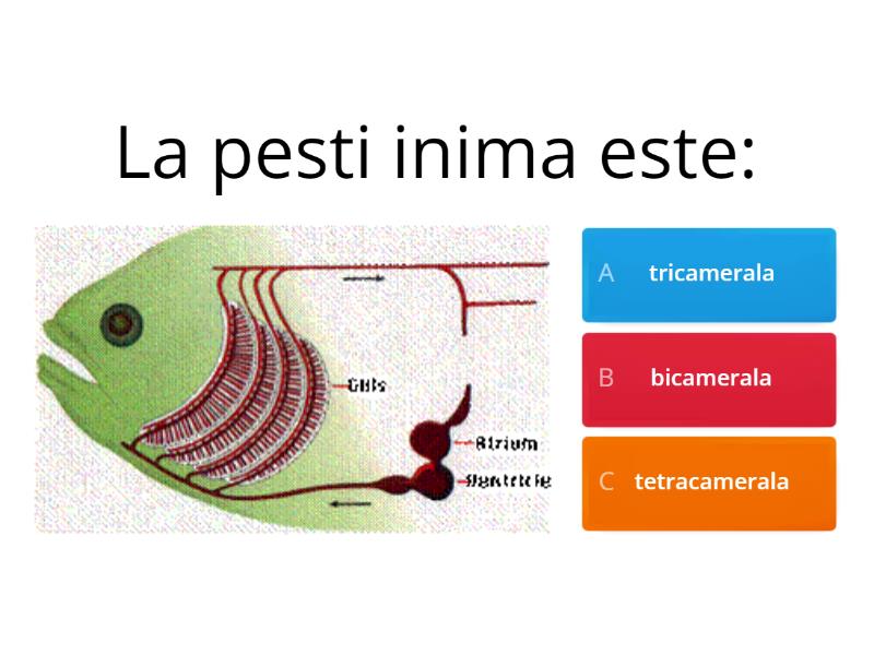 Circulatia sangelui la vertebrate - Quiz