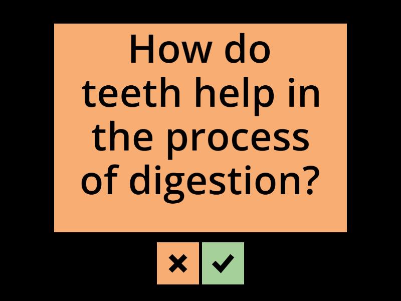 Teeth Quiz - Flash cards