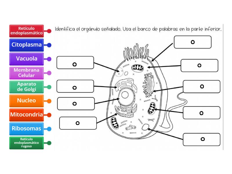 Los organulos de la celula animal - Diagrama con etiquetas