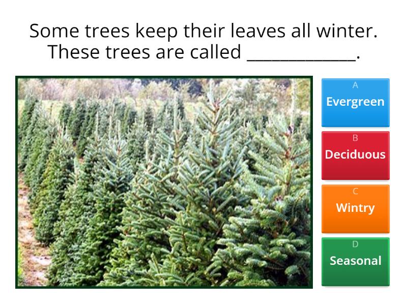 Deciduous or evergreen KS2 - Quiz