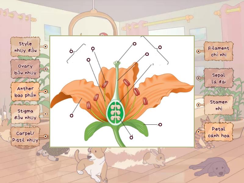 Parts of a Flower - Labelled diagram