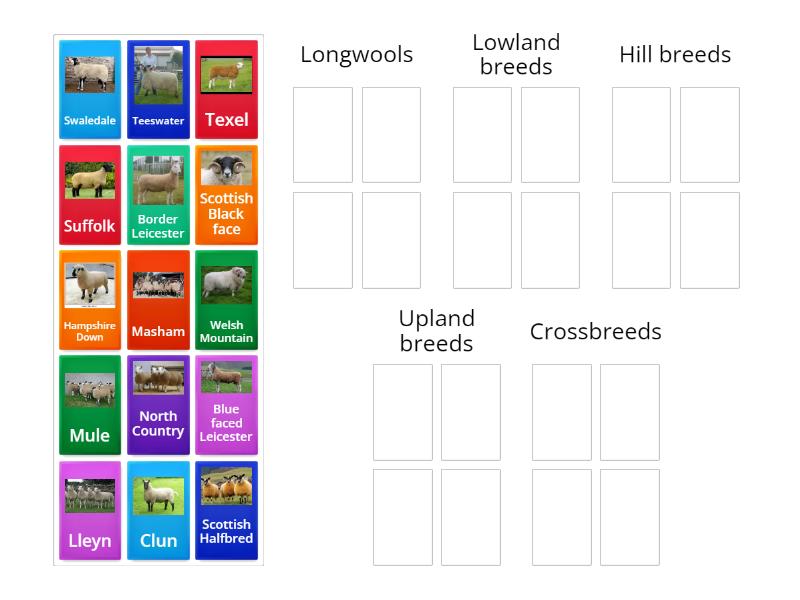 Sheep Breed Types - Group sort