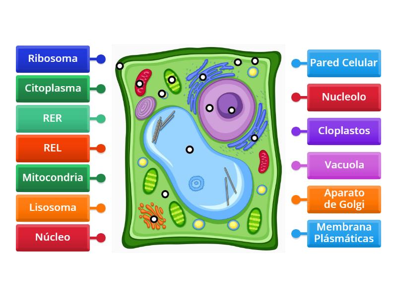 ESTRUCTURAS INTRACELULARES - Labelled diagram