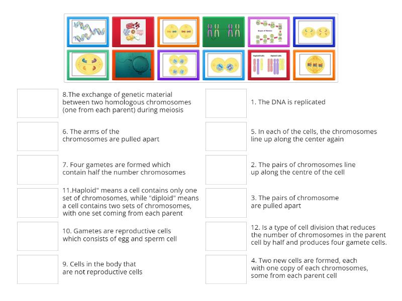 Meiosis Key Terms Review - Match up