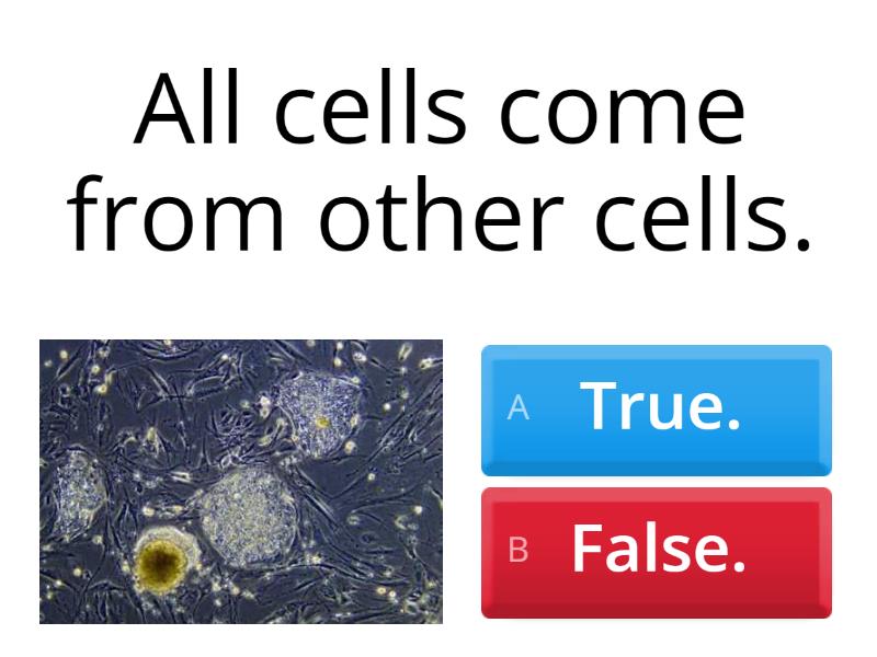 Sixth Grade First Semester Review - Quiz