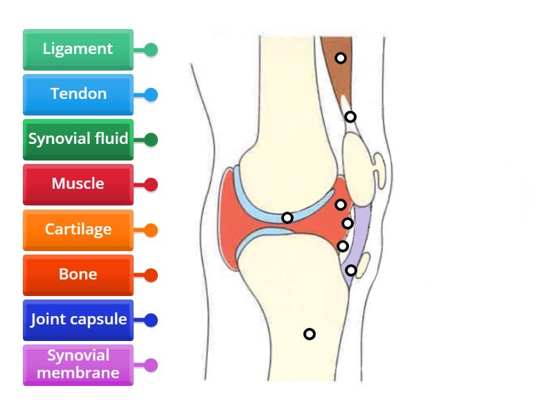 Joint label - Labelled diagram