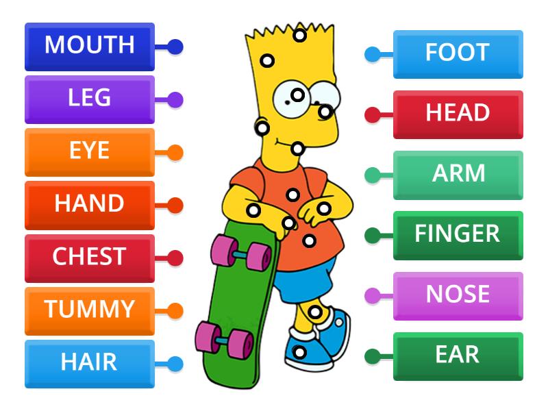 BODY PARTS - Labelled diagram