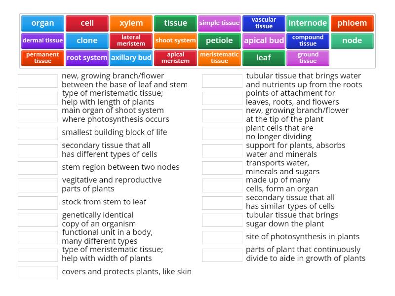 Plant Anatomy Vocabulary - Match up